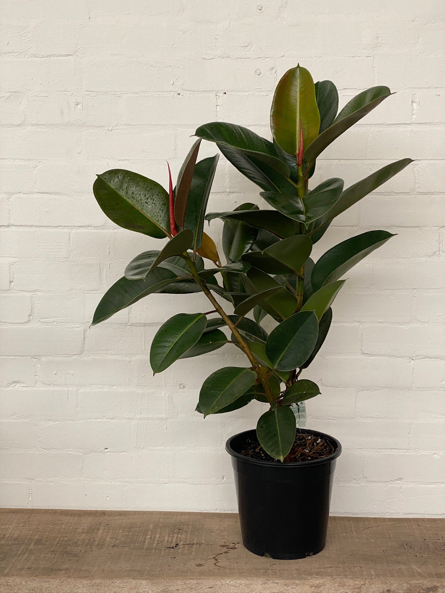 Rubber Tree | The Borrowed Nursery