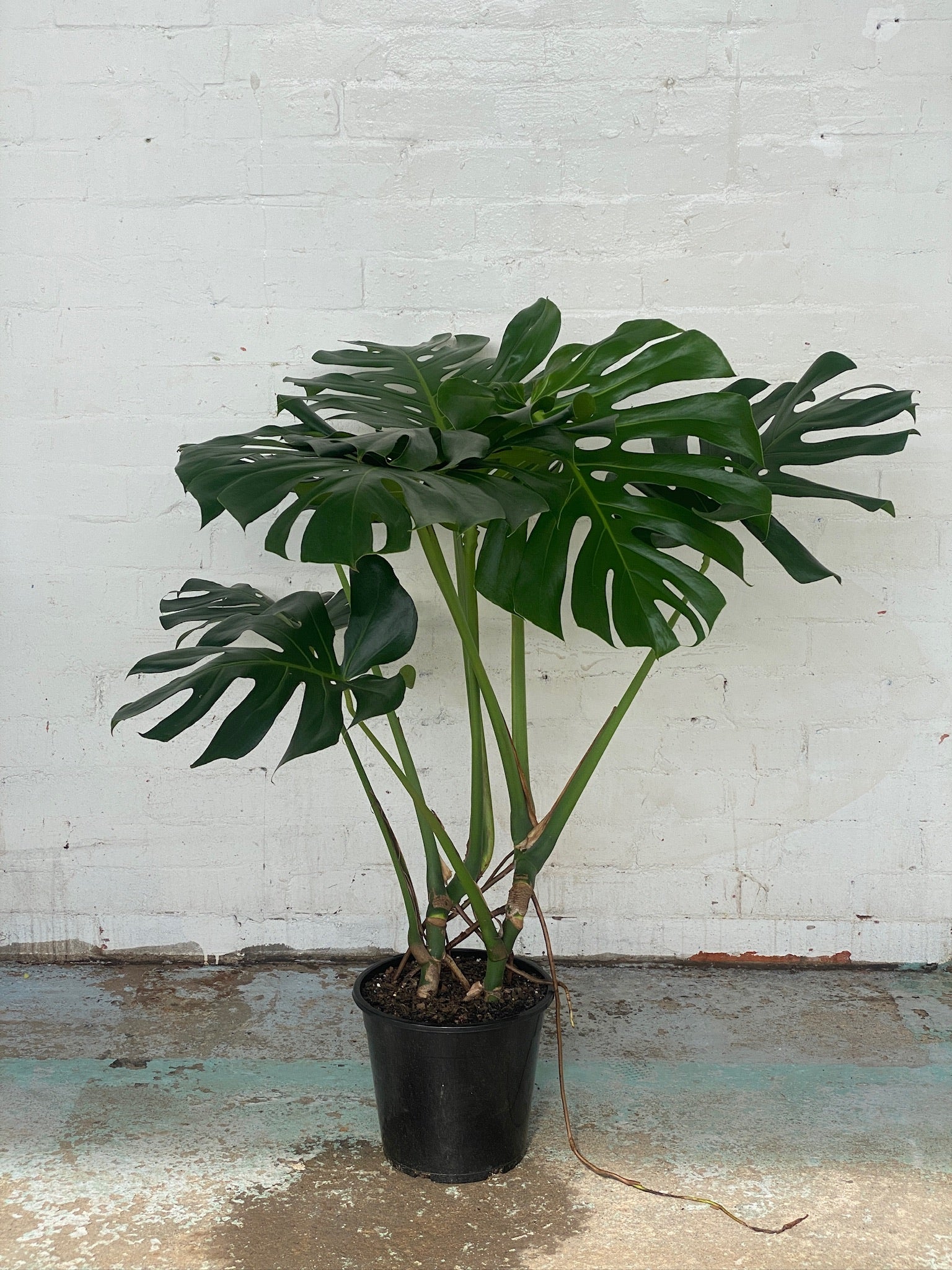 Monstera | The Borrowed Nursery