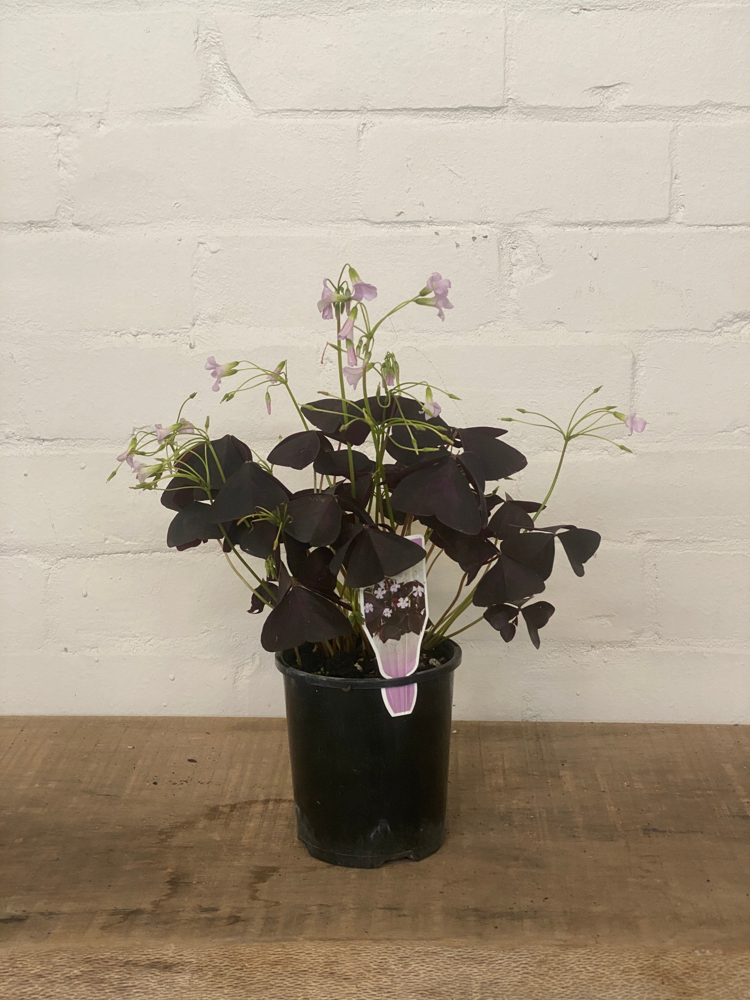 Oxalis Triangularis | The Borrowed Nursery