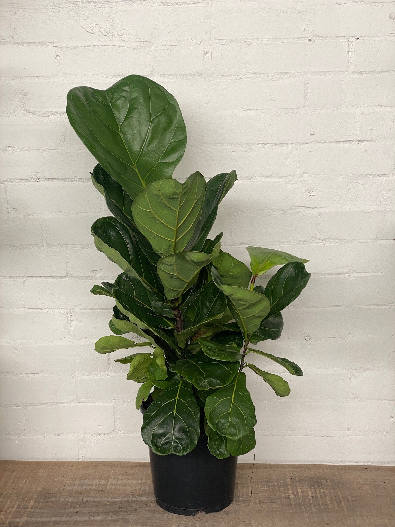Fiddle Leaf Fig | The Borrowed Nursery
