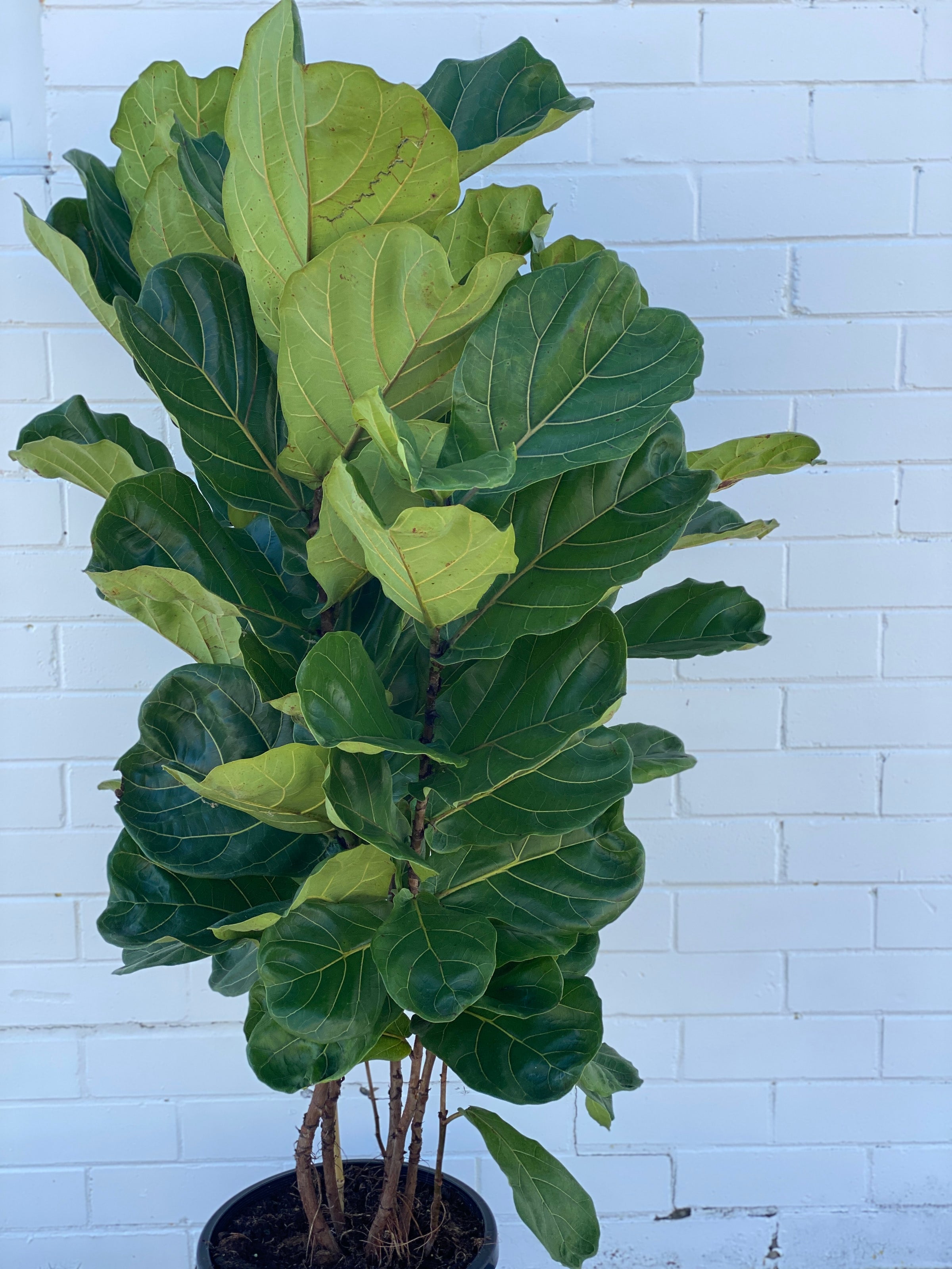 Fiddle Leaf Fig | The Borrowed Nursery