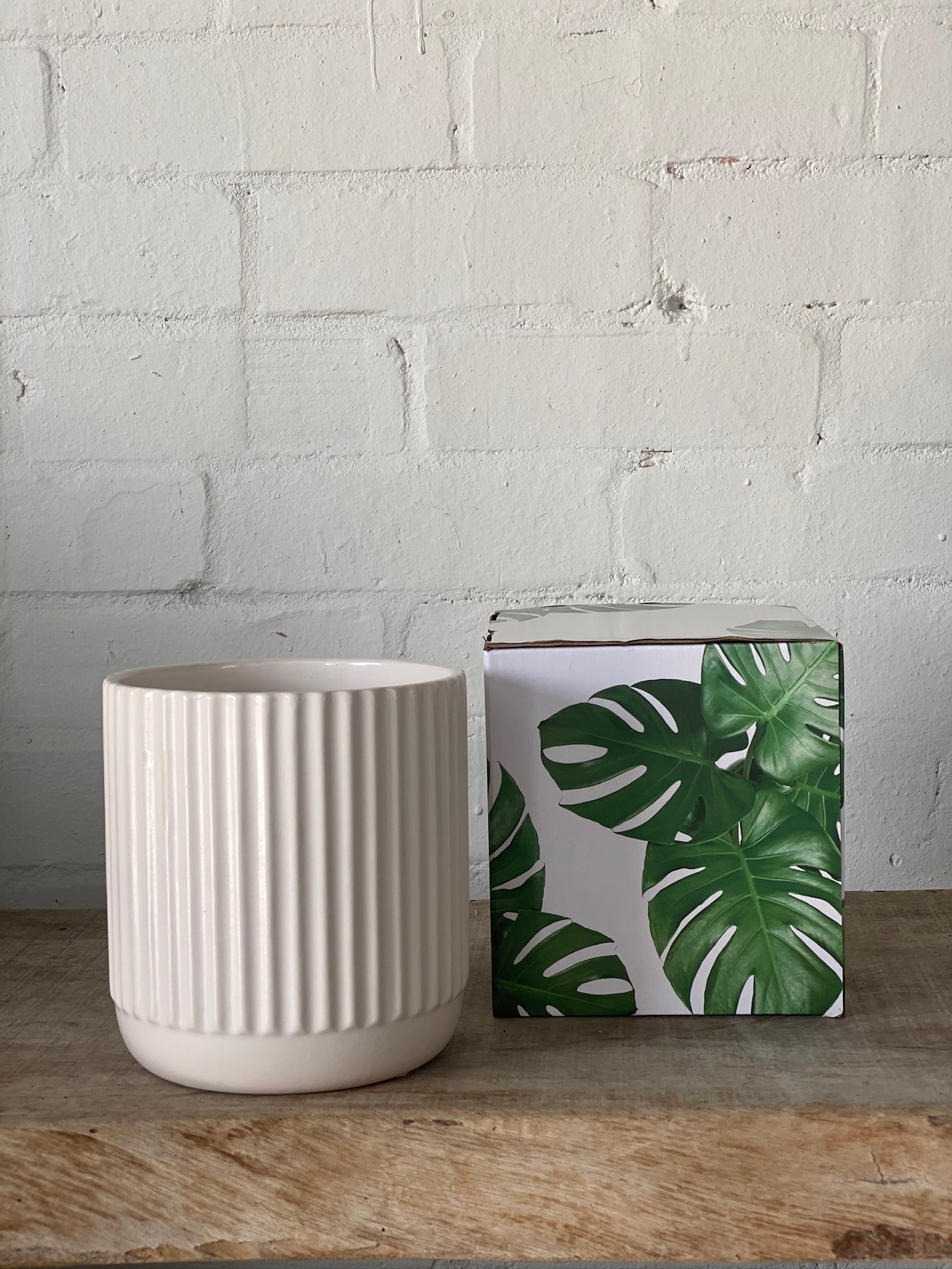 Dolomite- Ribbed pot | The Borrowed Nursery