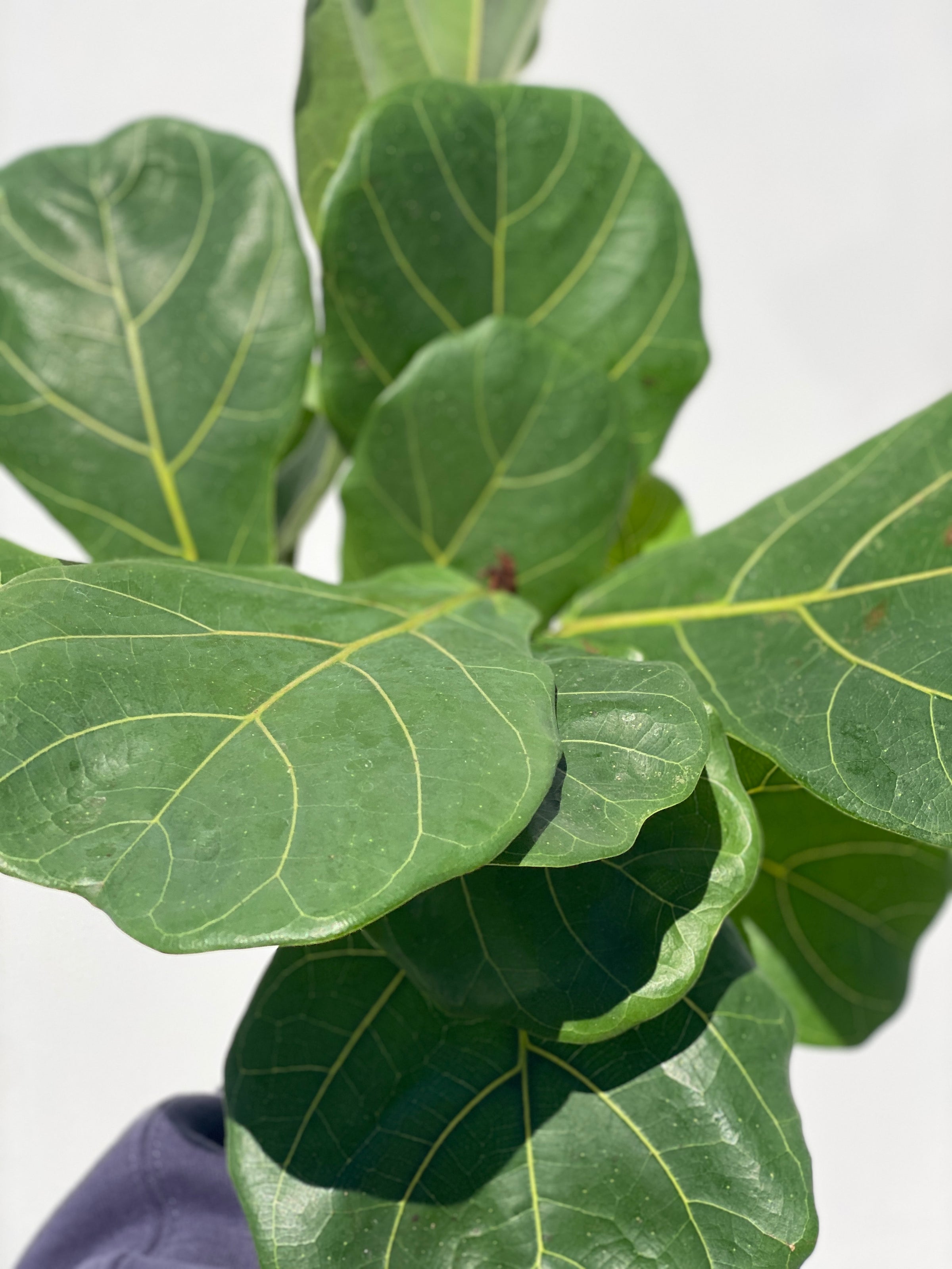 Fiddle Leaf Fig | The Borrowed Nursery