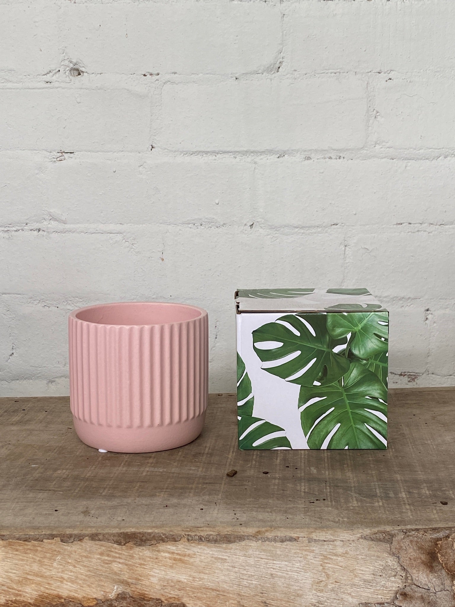 Dolomite- Ribbed pot | The Borrowed Nursery