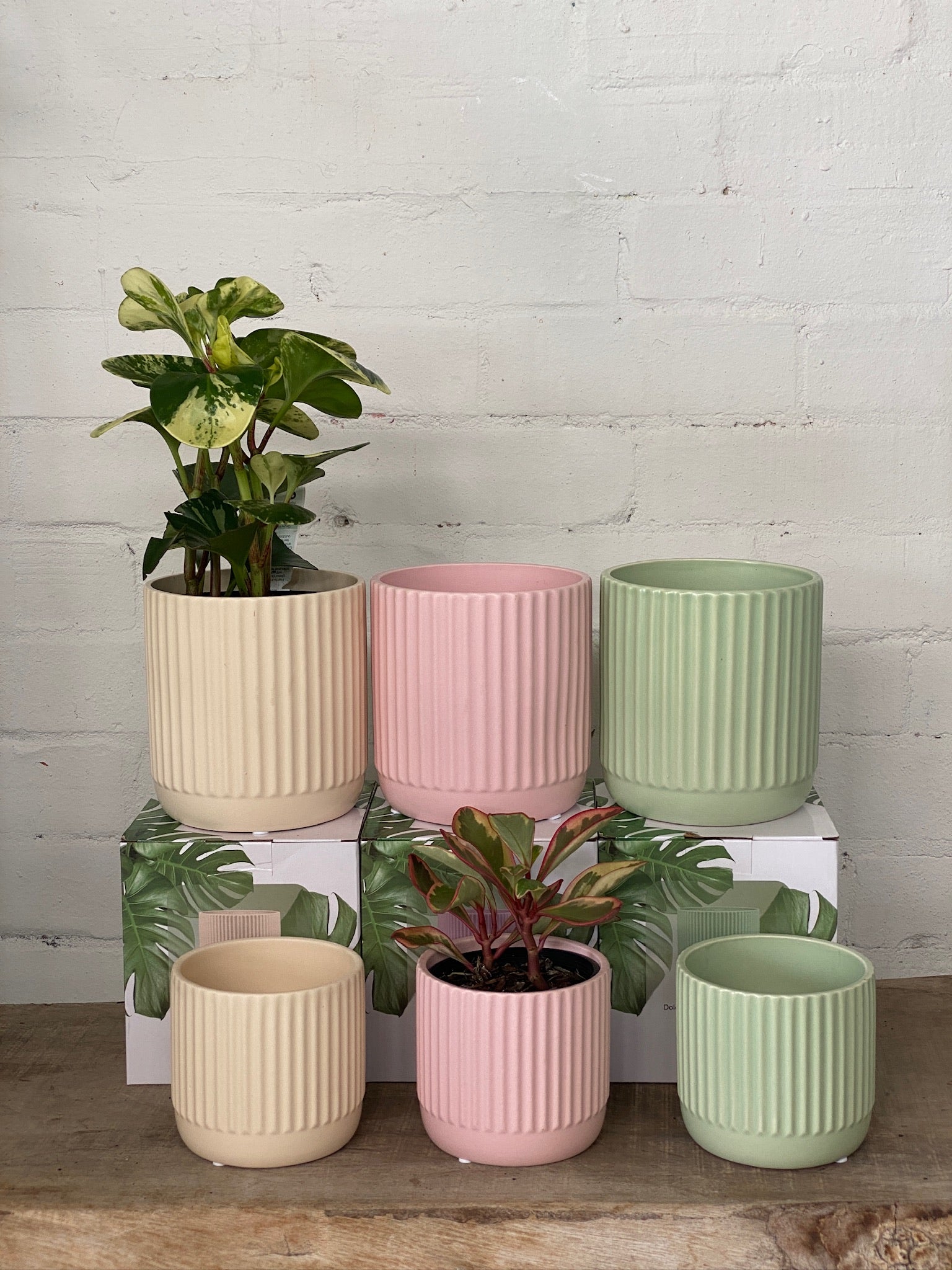 Dolomite- Ribbed pot | The Borrowed Nursery