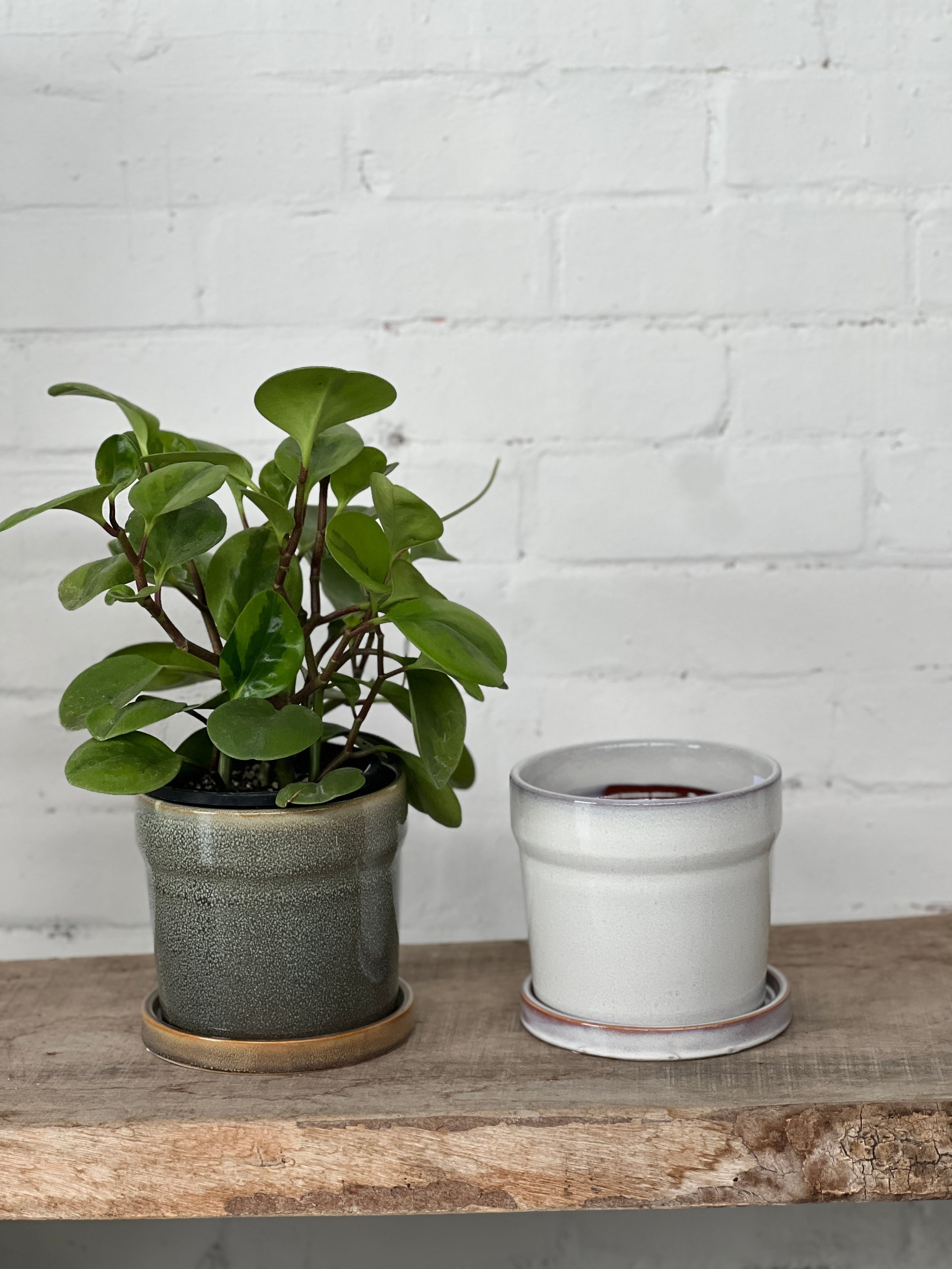 Austin Pot with saucer | The Borrowed Nursery