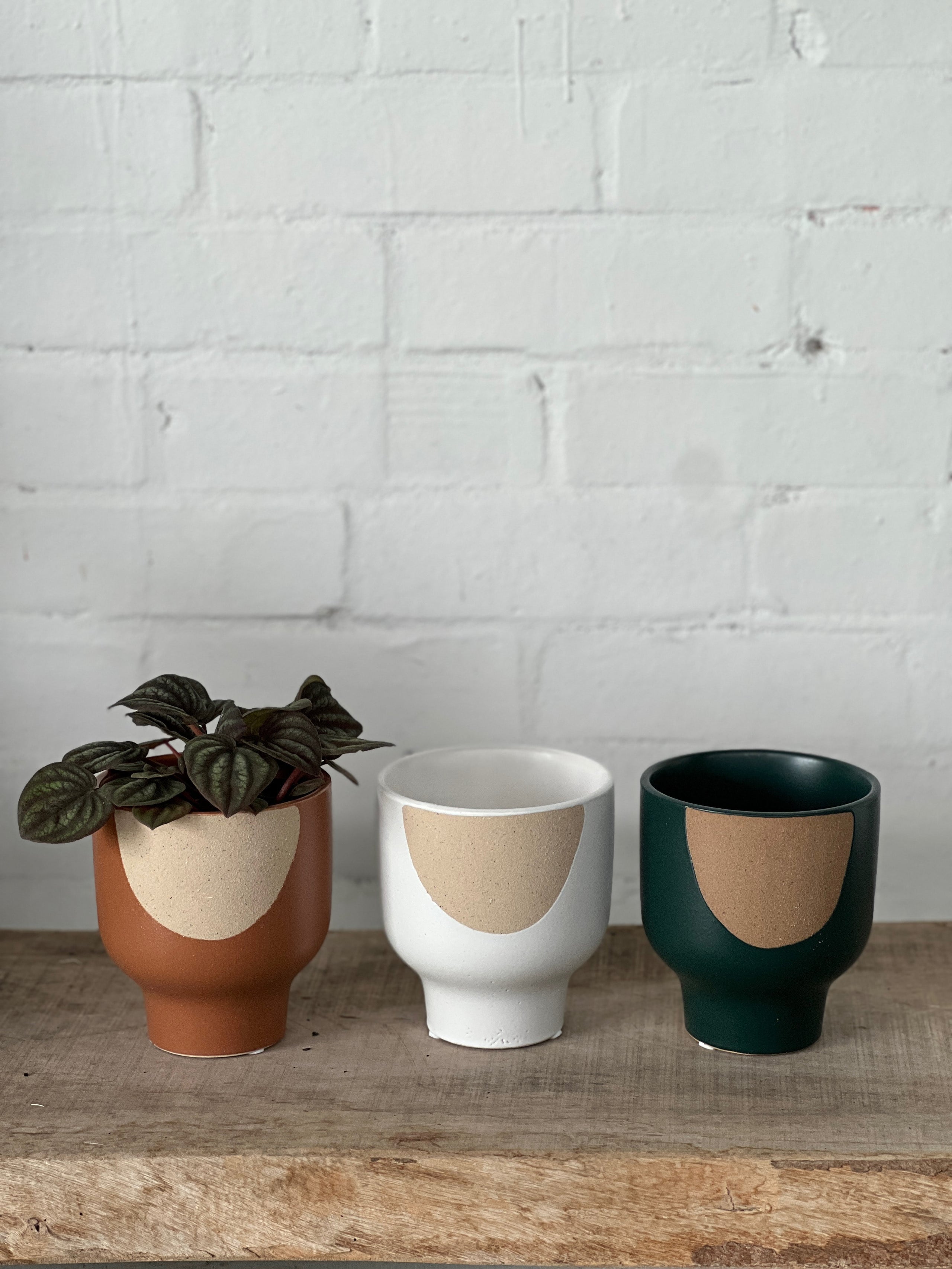Ash Planter | The Borrowed Nursery