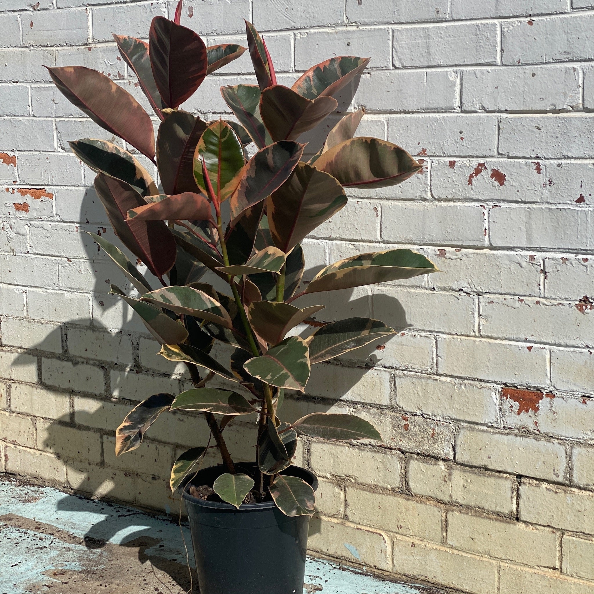 Rubber Tree | The Borrowed Nursery