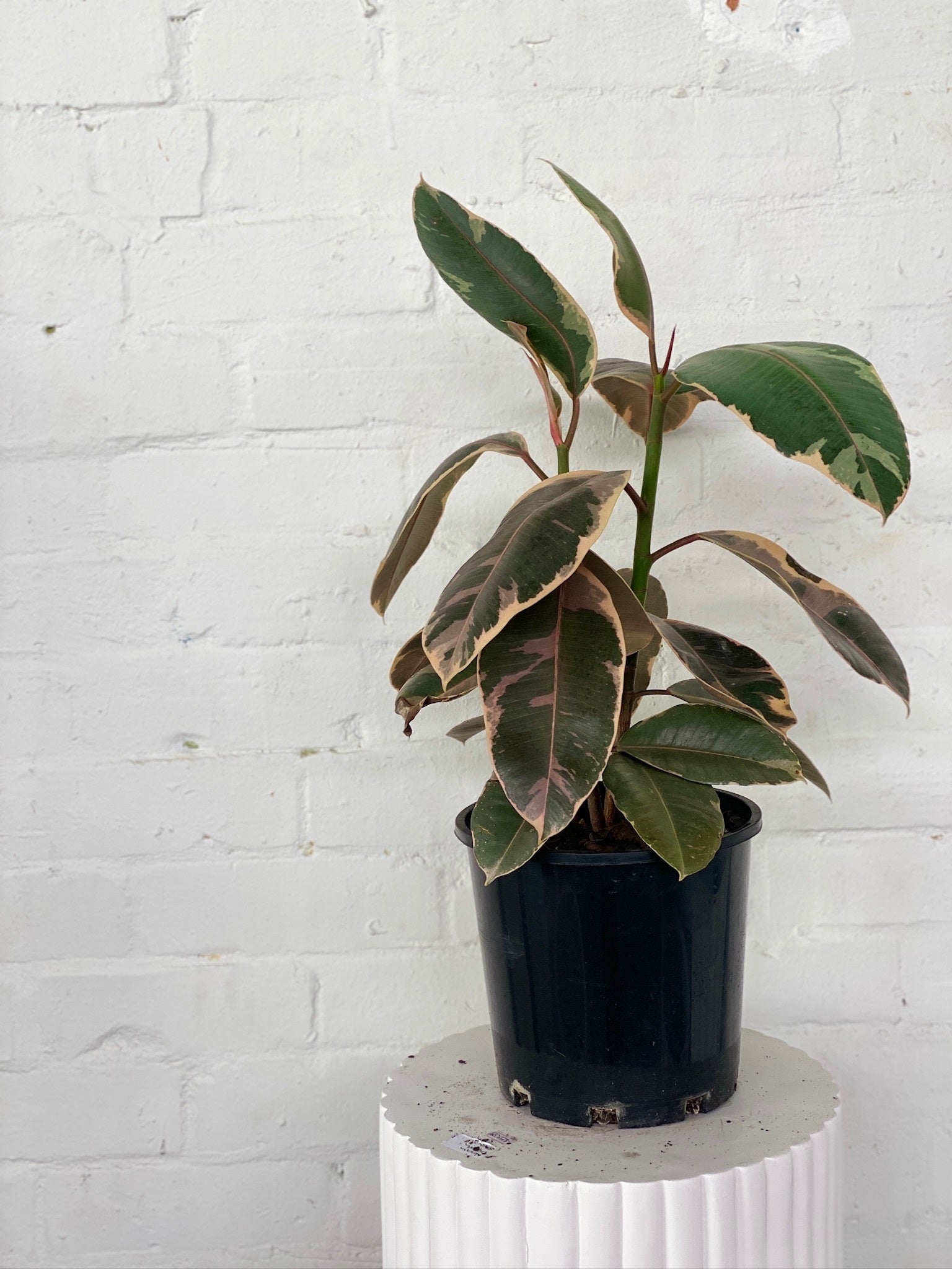 Rubber Tree | The Borrowed Nursery