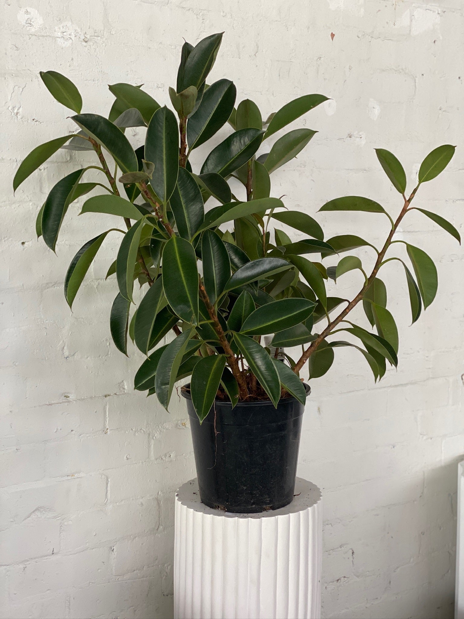 Rubber Tree | The Borrowed Nursery