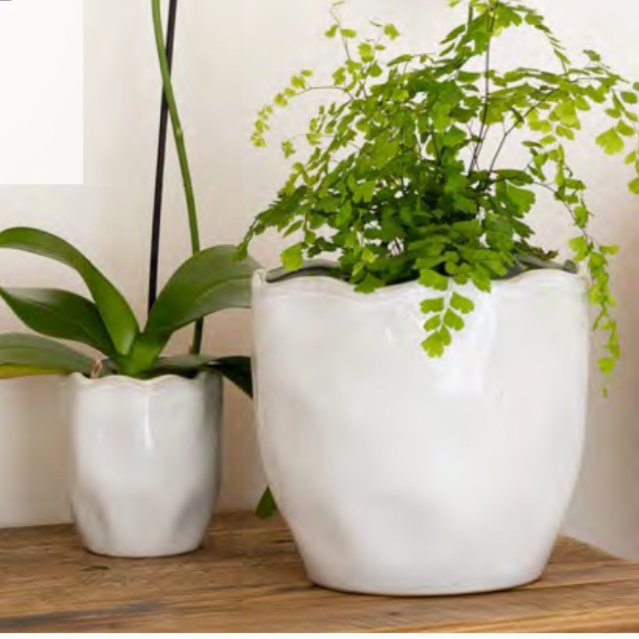 Aurora Pot/Vase | The Borrowed Nursery