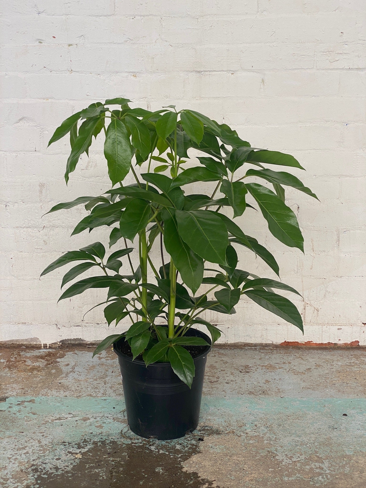 Umbrella Trees | The Borrowed Nursery