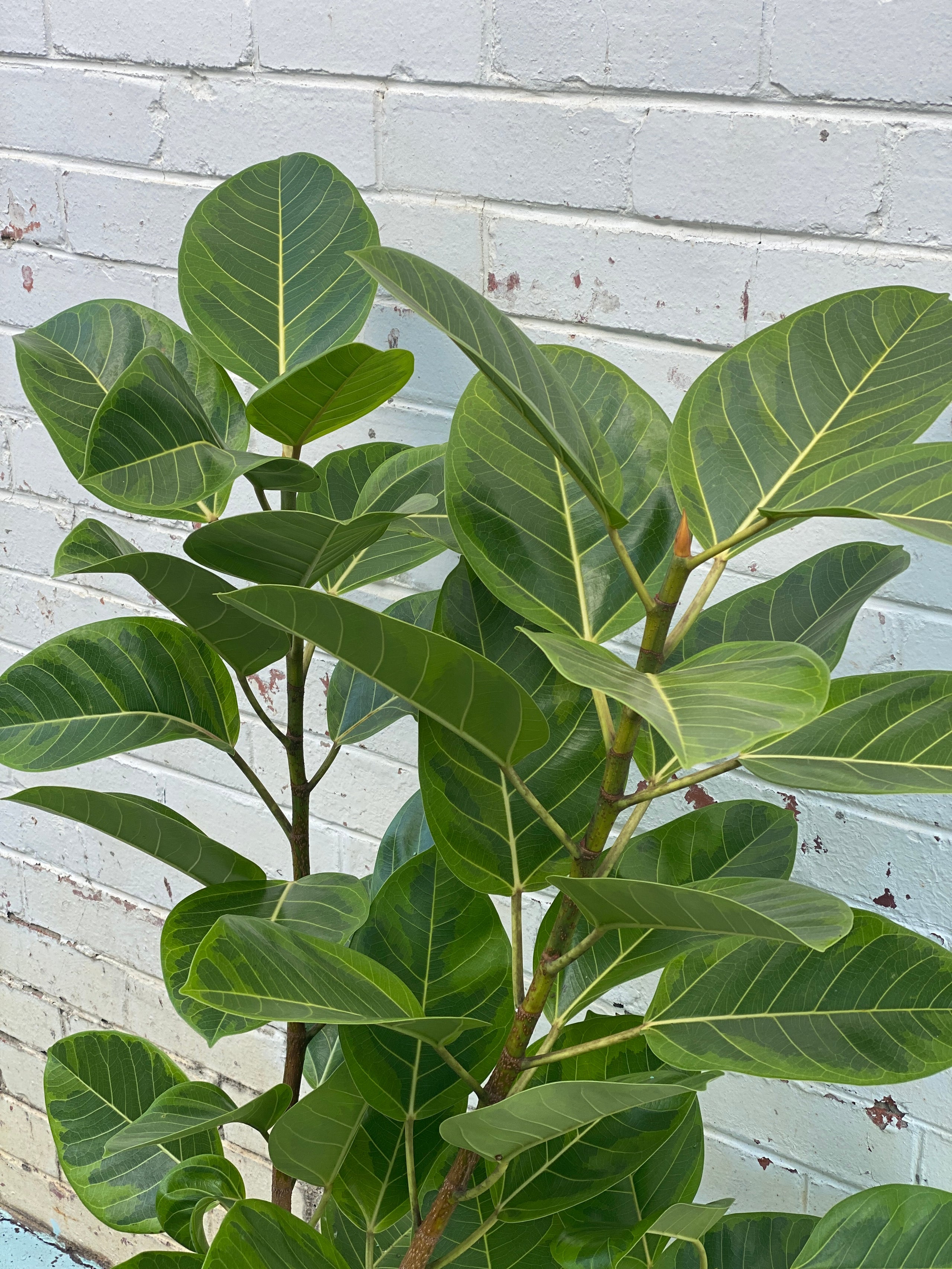 Ficus Benghalensis | The Borrowed Nursery
