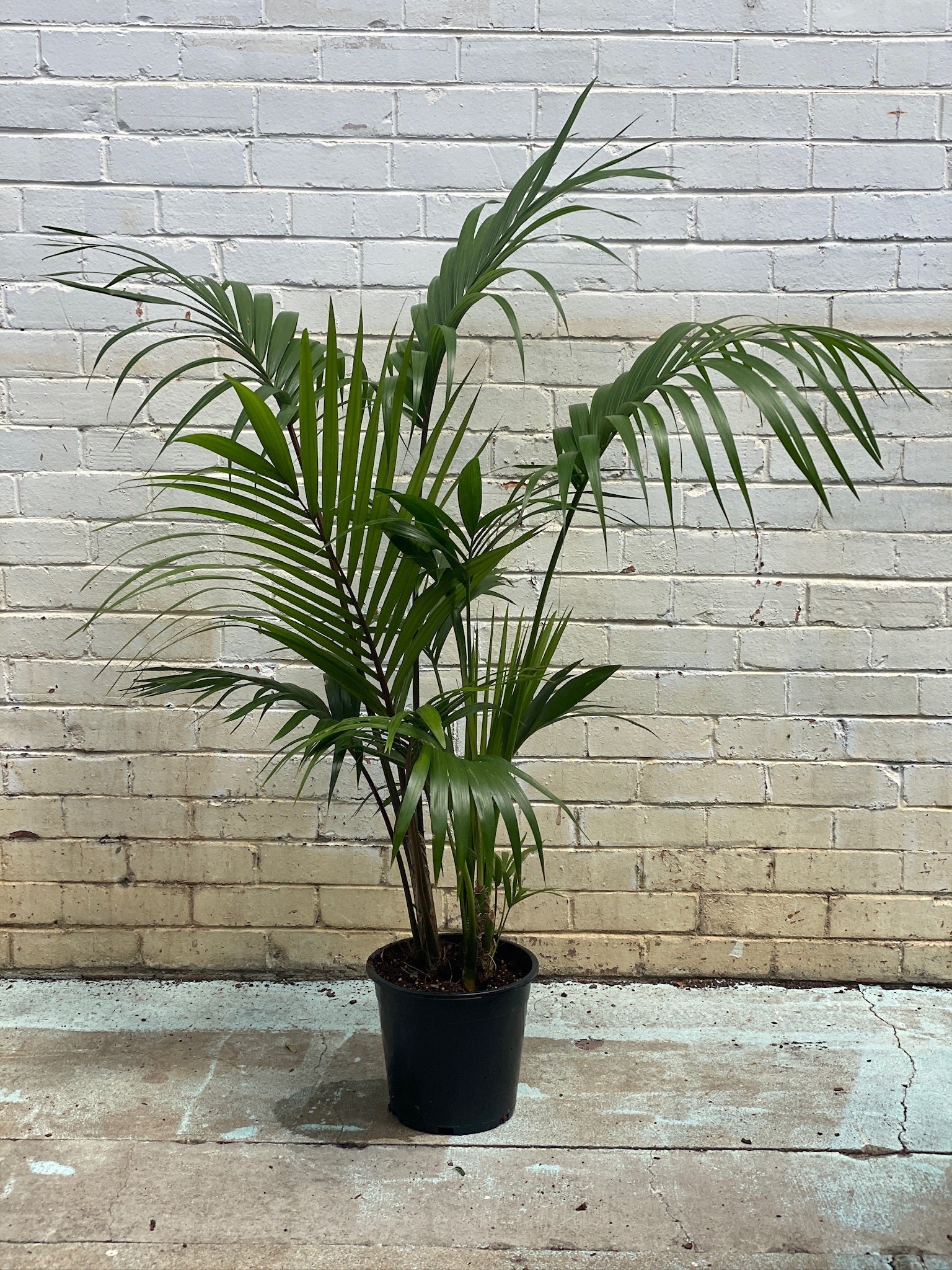 Kentia Palm | The Borrowed Nursery