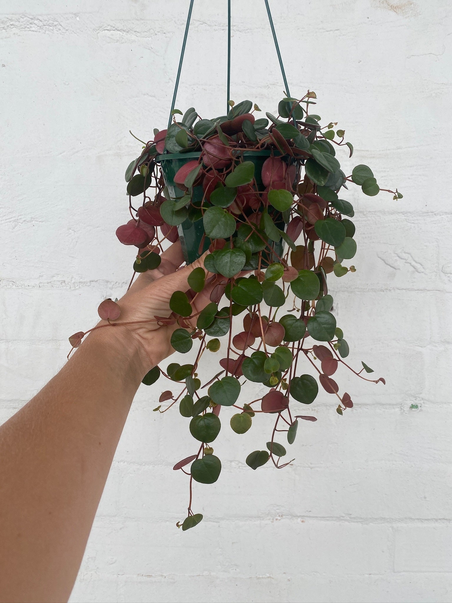 Peperomia- Ruby Cascade | The Borrowed Nursery